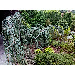 Weeping Blue Atlas Cedar 3 - Year Live Tree