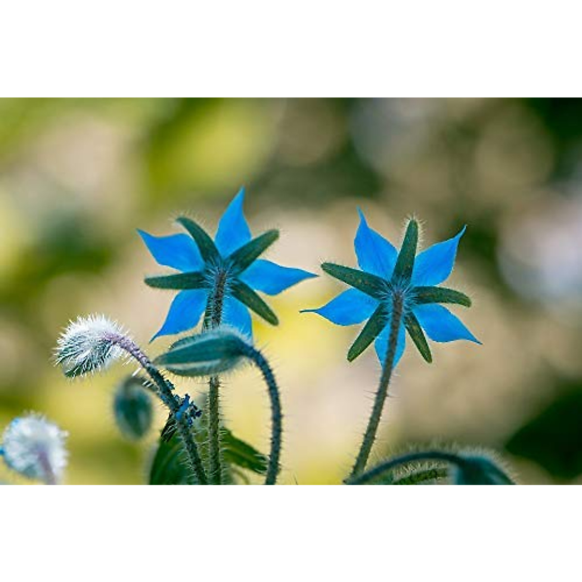Borage Seeds - Starflower - Heirloom Non-GMO Herb Seeds for Planting an Herb Garden - 100 Seeds - Borago Officinalis - by RDR Seeds