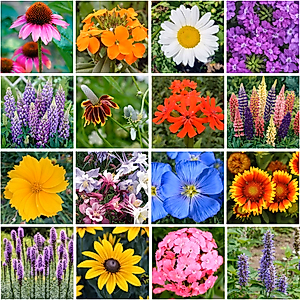 Bulk Wildflower Seed Shaker – Perennial Flower Seeds Mix to Plant Anywhere, by Geva Grow | 20 - Different Type Beautiful Perennial Wildflower Seeds Bulk 900,000+ Seeds, 1 Pound Tub