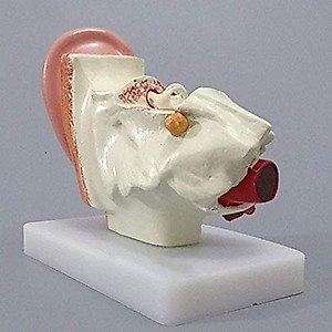 Model of Human Organ Human Ear Anatomy Ear Canal, Human Ear Model Otolaryngology Ear Middle Ear and Auditory Internal Organ Medical Model