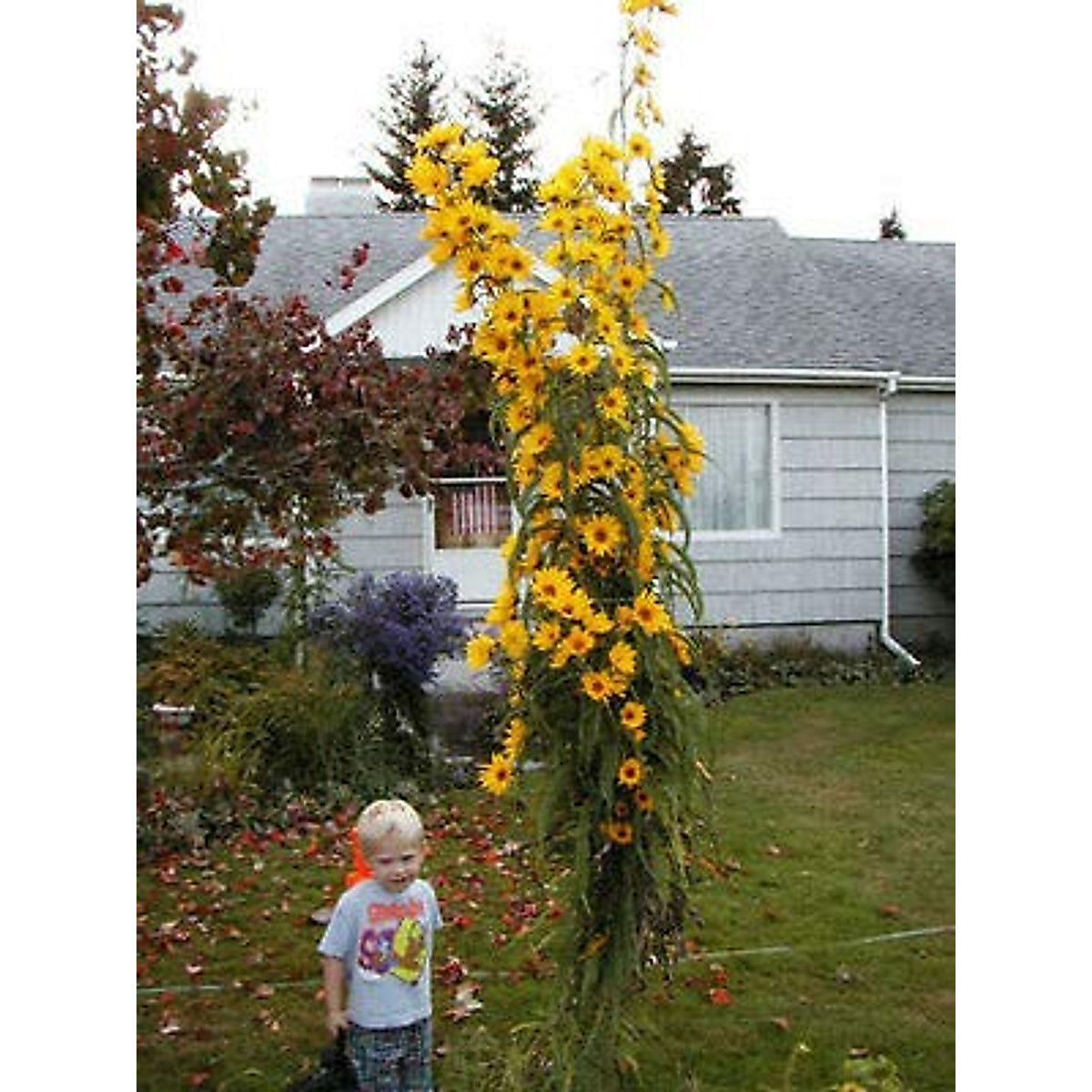 Giant Maximillian Sunflower Seeds - Perennial Sunflower - 200+ Seeds - Made in USA - Maximilian Giant