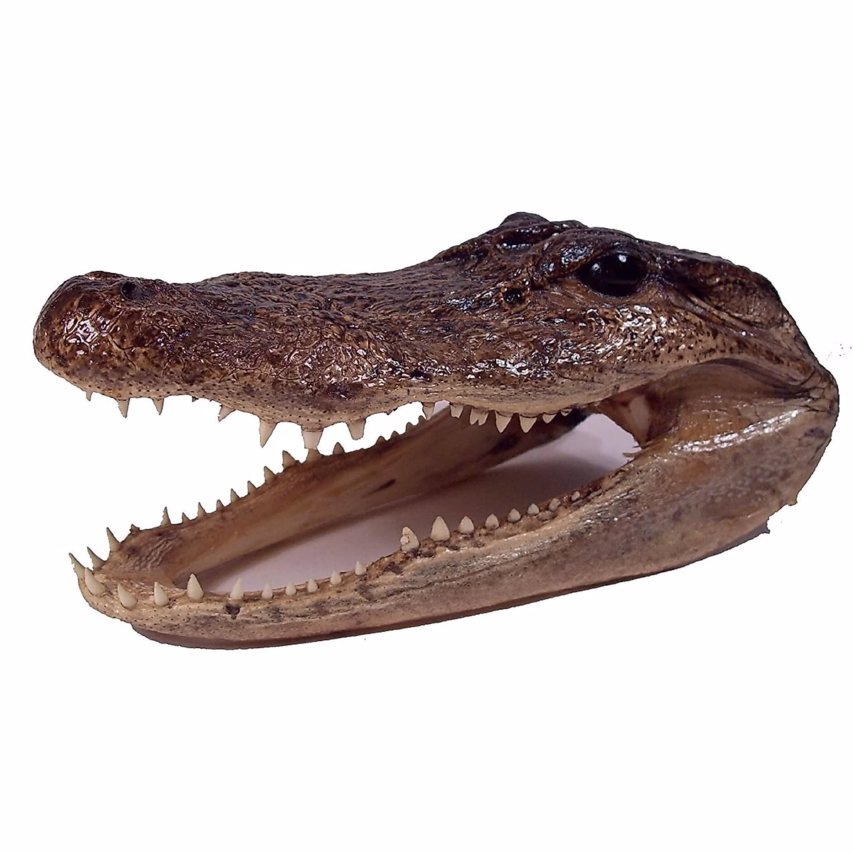 Pen Kit Mall - Taxidermy Medium American Alligator Head (6-7 Inch) Authentic Florida Wildlife Real Animal Reptile Skull