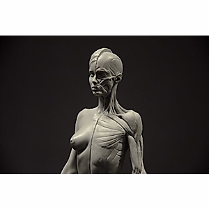 Female Anatomy Figure: 10.5-inch Anatomical Reference for Artists (Grey)