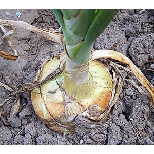 Yellow Sweet Spanish Onion Seeds for Planting, 750+ Heirloom Seeds Per Packet, (Isla's Garden Seeds), Non GMO Seeds, Botanical Name: Allium cepa, Great Home Garden Gift