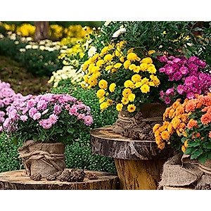 DICHMAG 300+ Chrysanthemum Heirloom Rare Ground Cover Seeds for Planting - Non-GMO Rare Dwarf Cover Landscape Flower Seeds Mixed Color Yellow