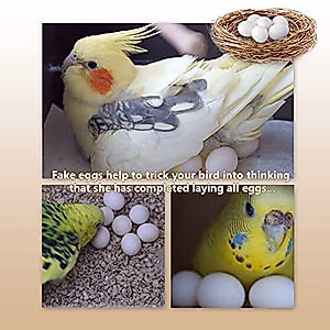MESINURS Solid Plastic Eggs - Parrot Bird Hatching Replacing Eggs for Guiding Birds to Stop Laying, 10 PCS (S)