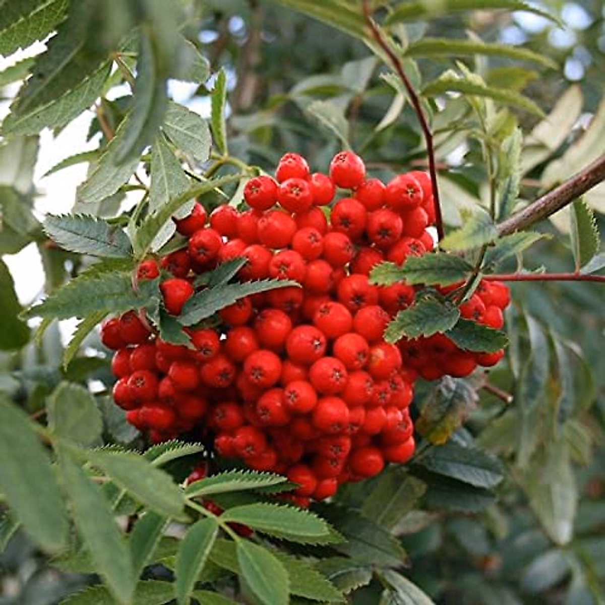 CHUXAY GARDEN Sorbus Aucuparia-Rowan,European Mountain Ash 50 Seeds Dwarf Shrub Tree Seeds