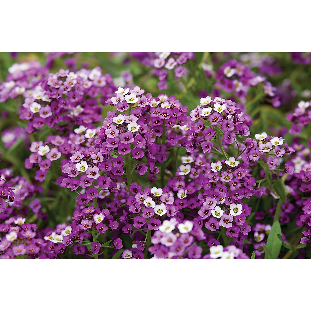 Burpee Royal Carpet Alyssum Seeds 2500 seeds