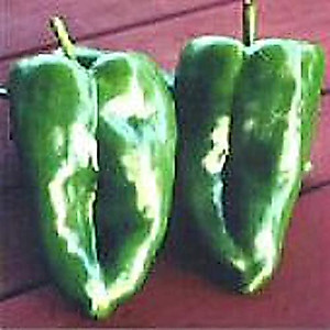 Ancho Magnifico Hot Peppers Seeds (20+ Seeds) | Non GMO | Vegetable Fruit Herb Flower Seeds for Planting | Home Garden Greenhouse Pack