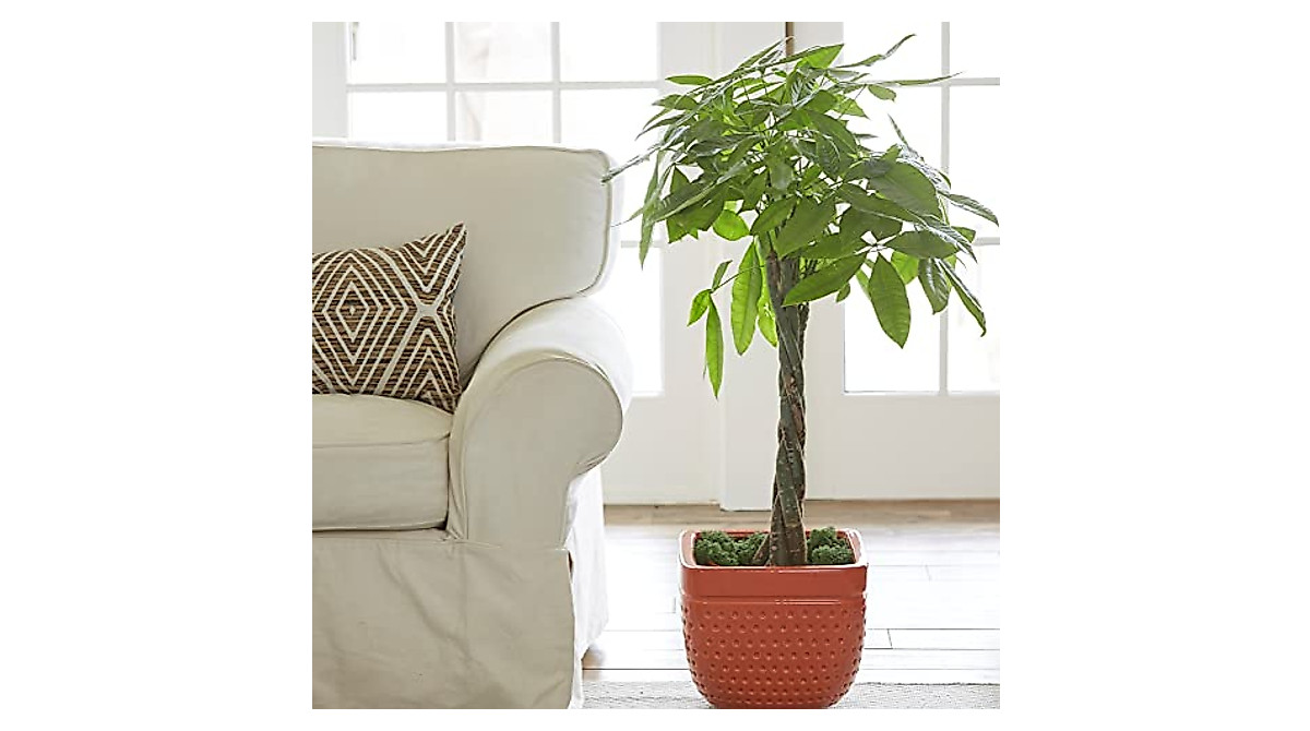 Buy Costa Farms Money Tree Indoor Plant - Easy Care, Tall Green Decor