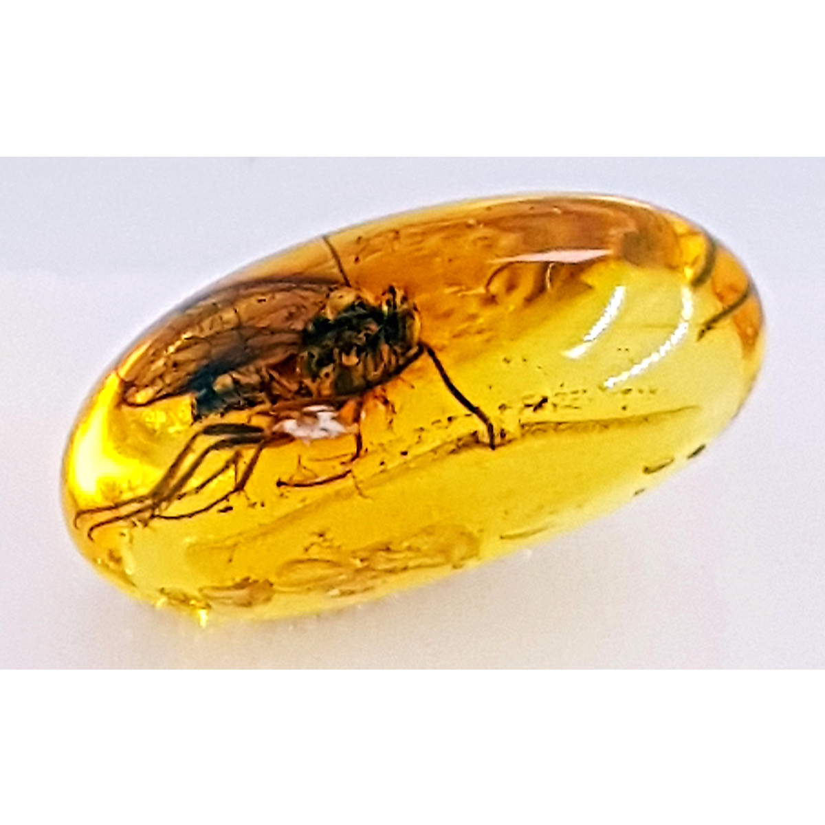 AMBERMILANA Natural Fossil Baltic Amber with Insect Inclusion in Magnifying Box/Beautiful Museum Grade/Certified Genuine Baltic Amber