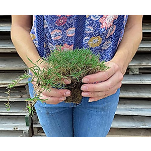 Tahoma 31 | Bermuda Grass Plugs - 100 Large Plugs, Fast Growing, Low Maintenance, Green