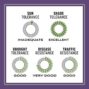 Pennington Smart Seed Dense Shade Grass Mix 7 lb