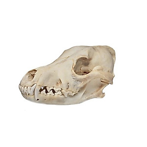 Real Bone Coyote Skull