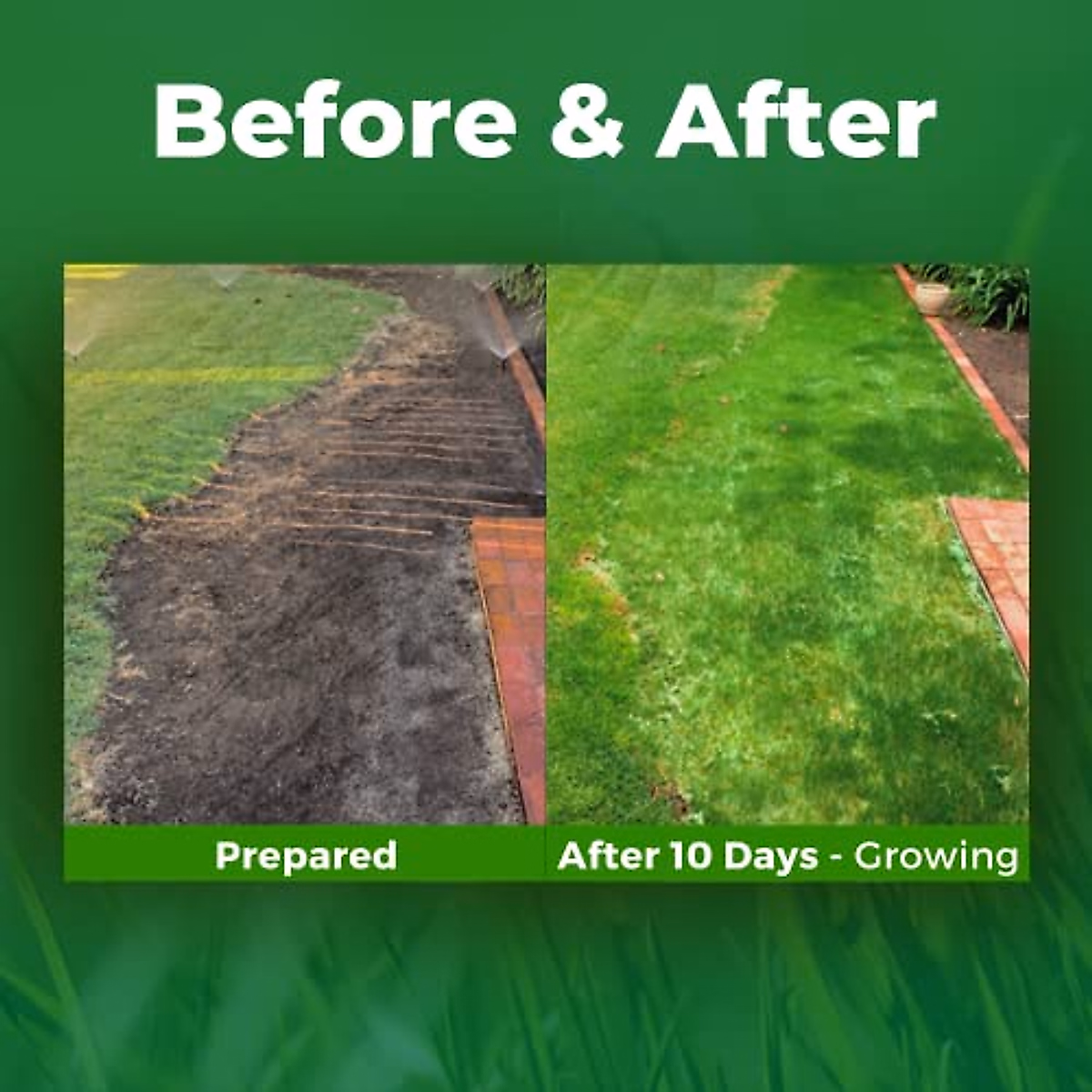 Grotrax Biodegradable Grass Seed Mat - 100 sqft Year Round Green - Grass Seed and Fertilizer for Lawns, Dog Patches & Shade - Just Roll, Water & Grow - No Fake or Artificial Grass