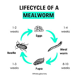 Green Tea Bottles Stick for Face HHA478