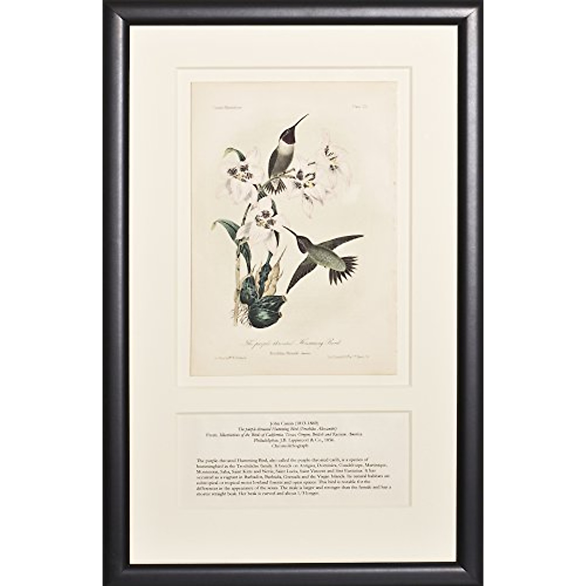 The purple-throated Hummingbird