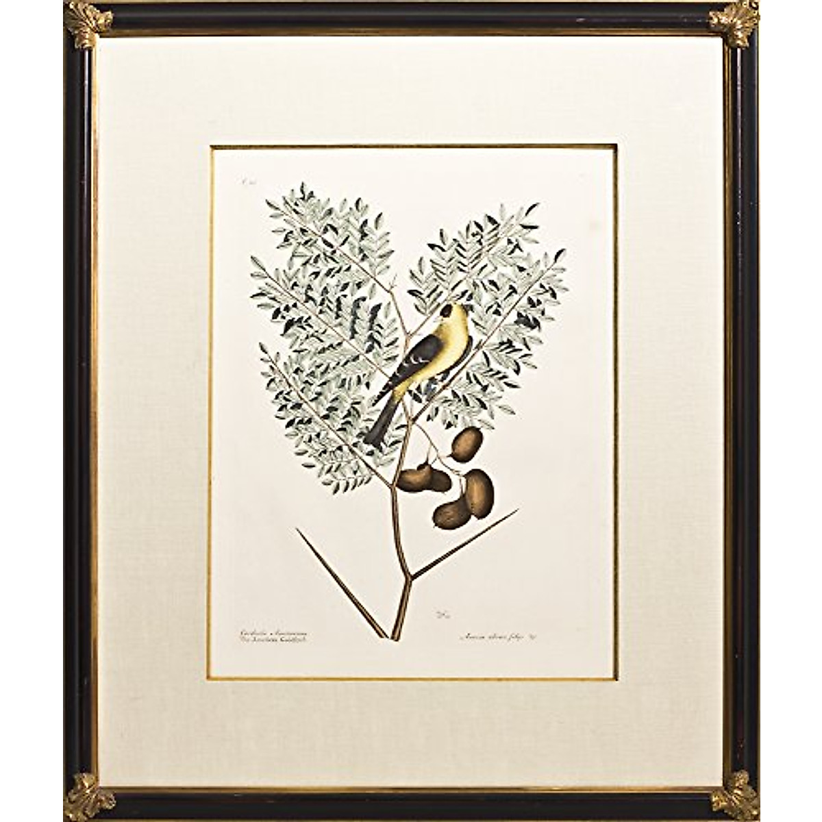 The American Goldfinch