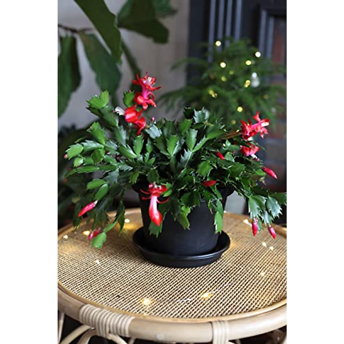 The HC Companies 15.5 Inch Round Classic Planter - Plastic Plant Pot for Indoor Outdoor Plants Flowers Herbs, Seafoam