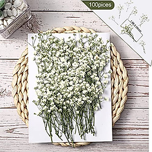 Dried Babys Breath Flowers Bouquet Ivory White Babys Breath Real Flowers Natural Gypsophila Branches Dry Pressed Gypsophila for Wedding Resin Art Craft DIY Card Making Home Party Decor (100 Pcs)