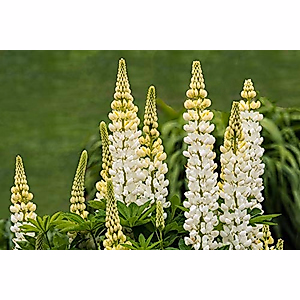 White Russell Lupine Seeds for Planting, 100+ Flower Seeds Per Packet, (Isla's Garden Seeds), Non GMO & Heirloom Seeds, Botanical Name: Lupinus polyphyllus, Great Home Flower Garden Gift