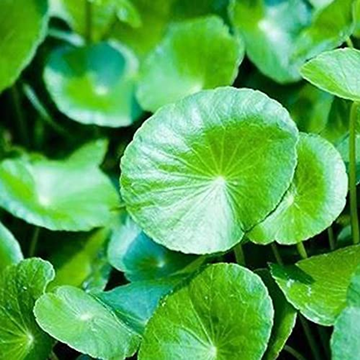 QAUZUY GARDEN 200 Centella Asiatica Seeds Indian Pennywort, Gotu Kola, Kodavan, Asiatic Pennywort - Non-GMO Seeds - Wonderful Herb to Plant Home Garden