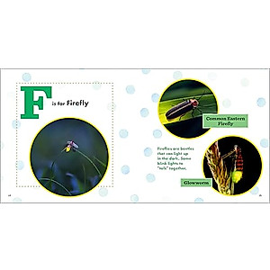 ABC Bug Book for Kids