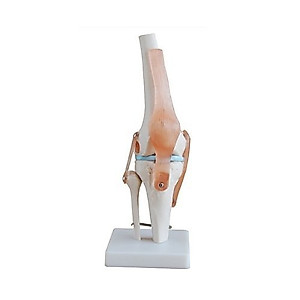 Knee Joint Simulation Model Medical Anatomy Human 1:1 Life Size