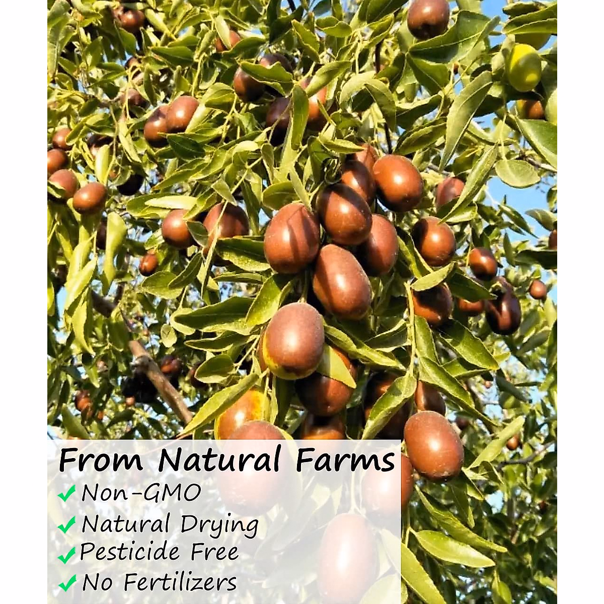 Premium Jujube Red Dates 1LB/453g,Selected Dried Fruit,Big & Delicious,100% Natural 红枣