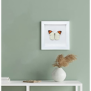 ITrixgan Real Butterfly Specimen In White Frame Display Insect Taxidermy Collection Craft Gift For Home Office Desktop Decor Science Education