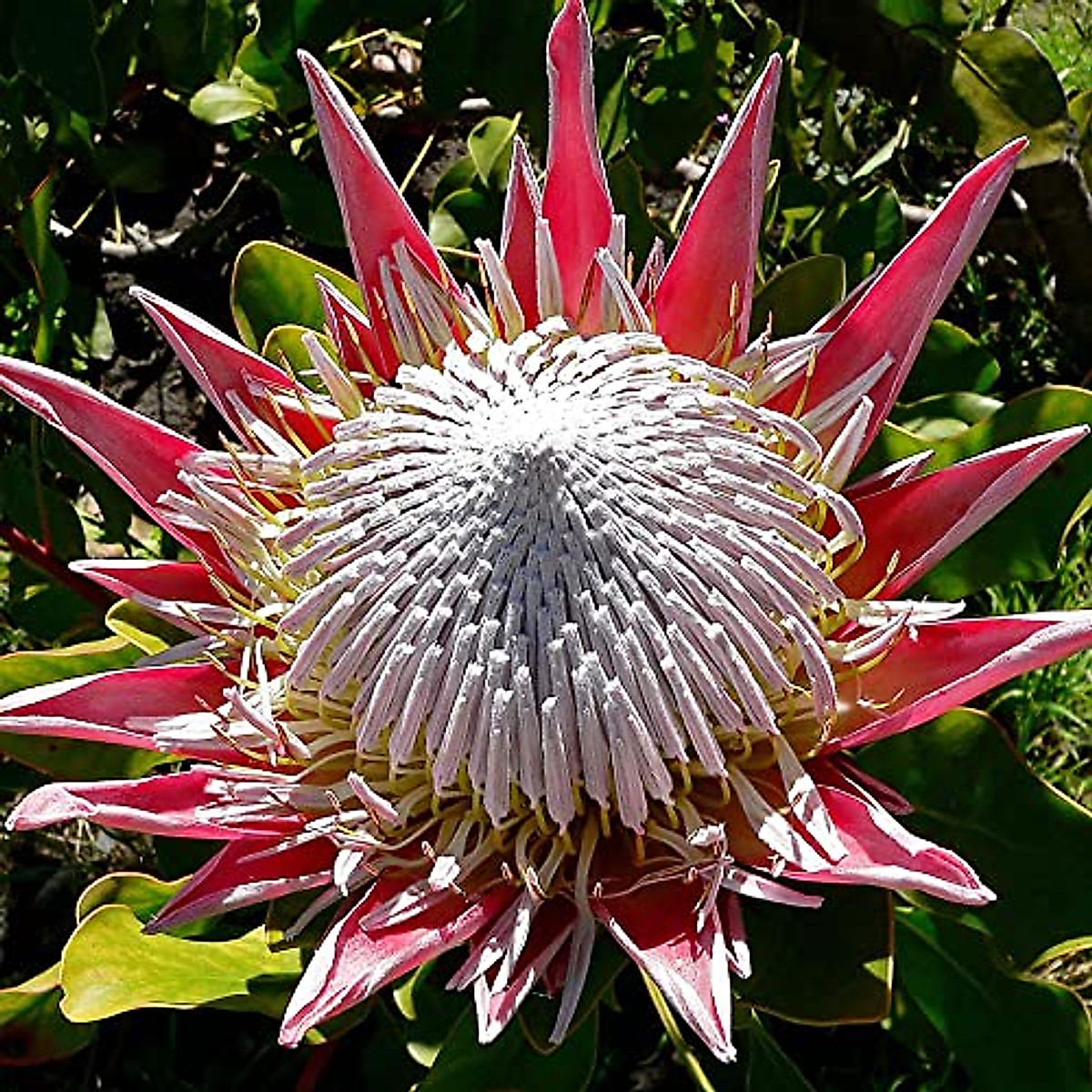 YEGAOL Garden 60Pcs Protea Cynaroides Seeds King Protea Seeds Cape Artichoke Flower Seeds Evergreen Cut Flowers Deer Resistant Drought Tolerant Beds Borders Patio Containers