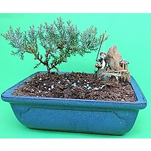 Fertilized Juniper Bonsai Tree with Blue Glazed Handmade vase Sold by JM Bamboo