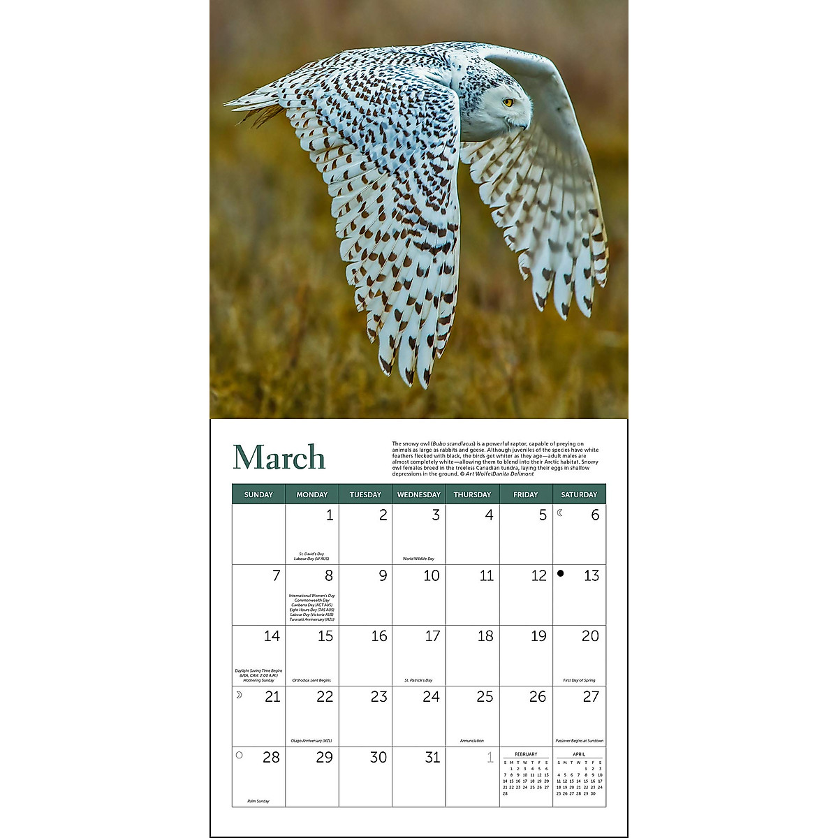WWF Owls Mini Wall Calendar 2021, 7" x 7"
