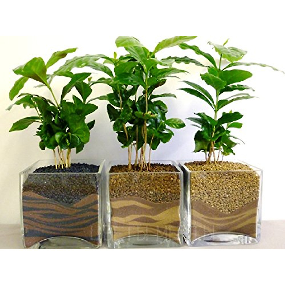 Seeds4planting - Seeds Arabian Coffee Tree Dwarf Plant Mountain Perennial Flowers