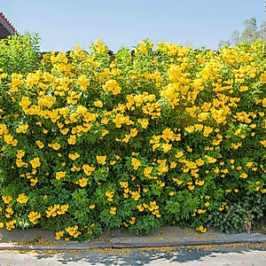 QAUZUY GARDEN 50 Seeds Yellow Bells Trumpet Bush Seeds Yellow Elder, Esperanza Tree, Tecoma Stans, Hardy Drought Heat Tolerant - Flamboyant Perennial Privacy Screen Accent
