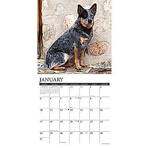 Just Blue Heelers 2021 Wall Calendar (Dog Breed Calendar)