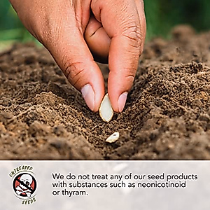 Seed Needs, White/Blue Borage Seed Packet Collection (2 Individual Borage Varieties for Planting) Heirloom, Non-GMO & Untreated