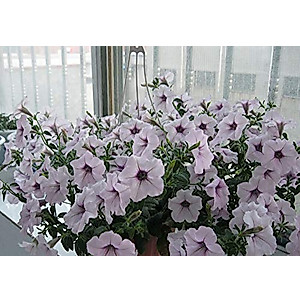100+ Mixed Petunia Climbing Flower Seeds Plants Garden Bonsai Perennial Flowers