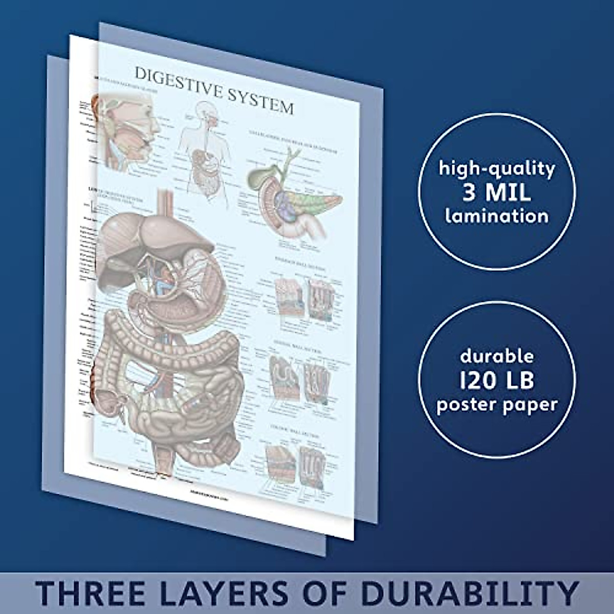 Palace Learning Laminated Digestive System Anatomical Chart - Gastrointestinal Anatomy Poster 18" x 24"