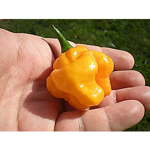 Yellow Scotch Bonnet Pepper Seeds- 30+ Seeds