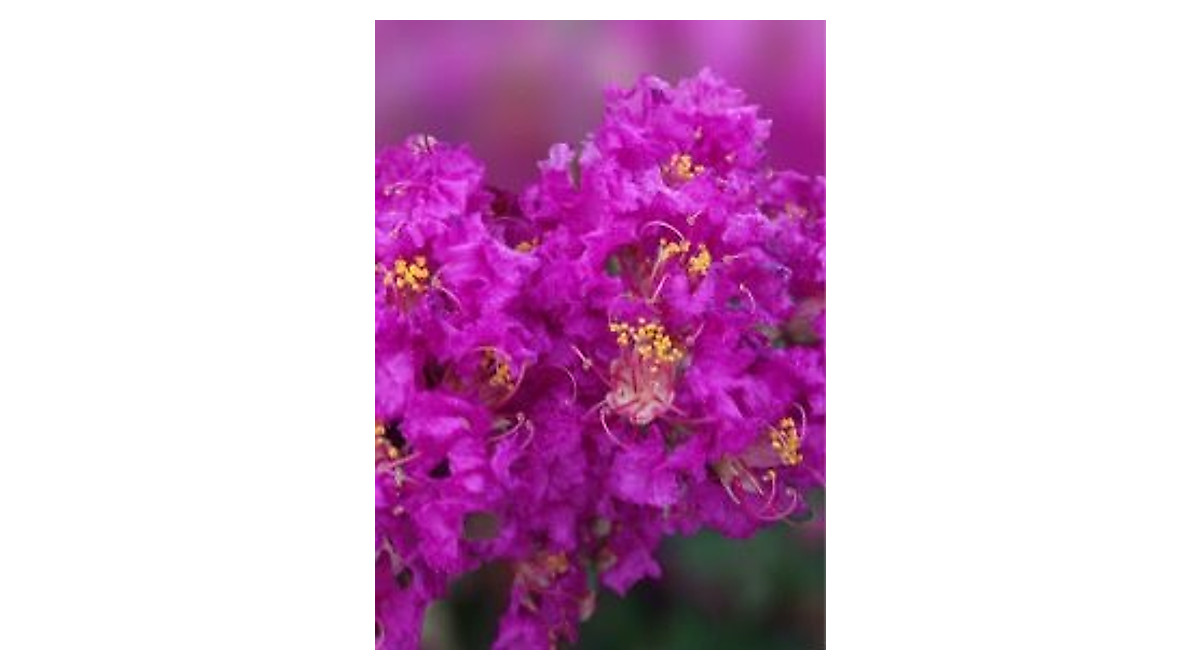 Large Twilight Crape Myrtle - 22ft Tall with Vibrant Purple & Pink Blooms