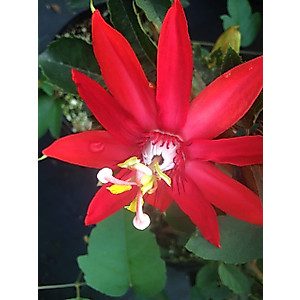 Scarlet Flame Red Passion Flower Vine Live Plant Passiflora Hybrid Starter Size 4 Inch Pot Emeralds TM