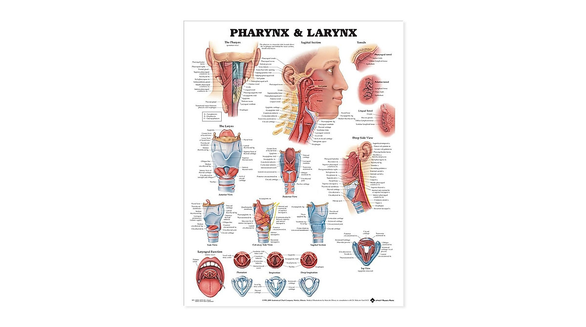 ACC Pharynx & Larynx Anatomical Chart for Medical Study