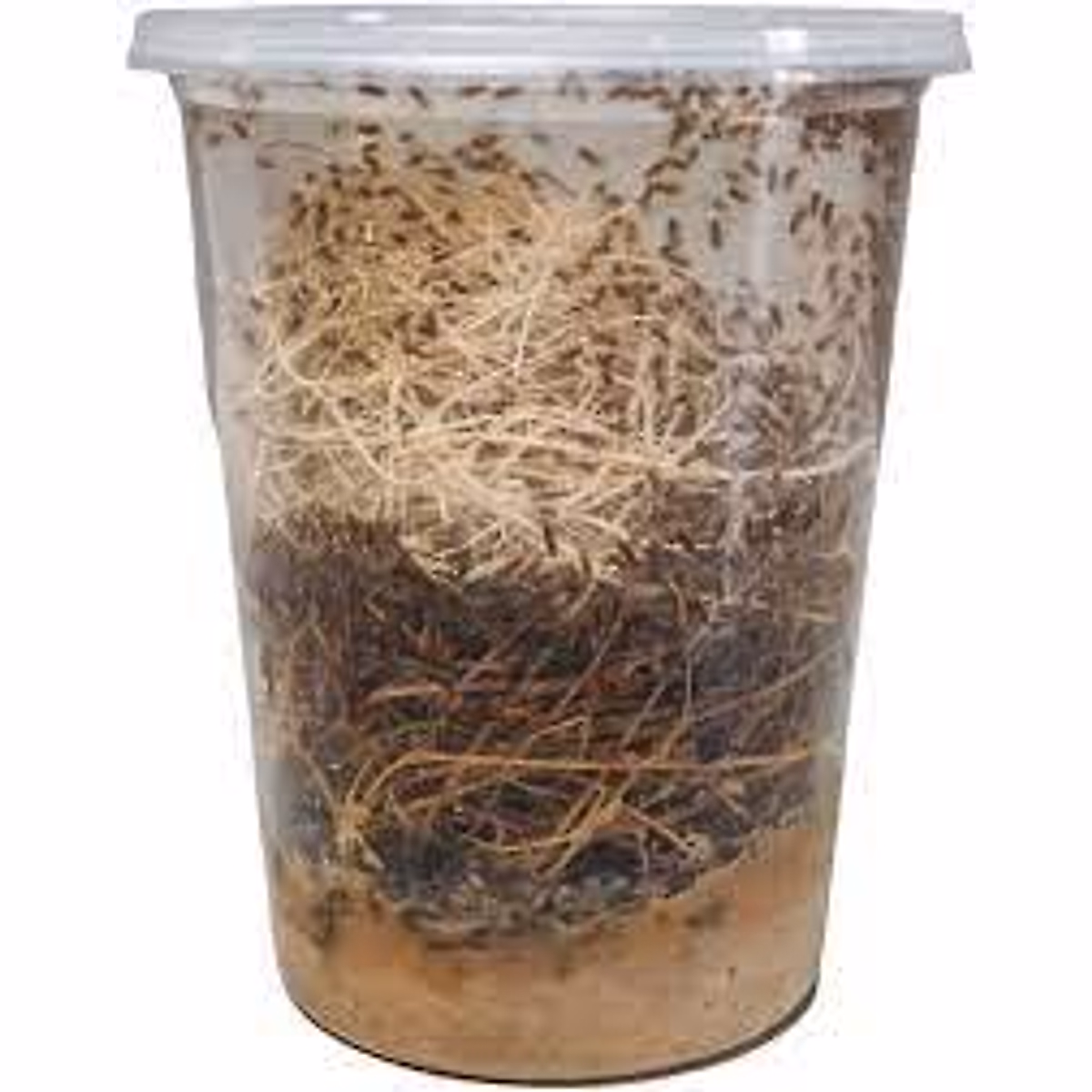 Surmen Legacy Producing Flightless Drosophila Melanogaster Fruit Fly Culture