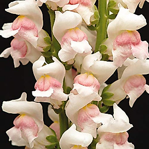 Outsidepride Antirrhinum Majus Snapdragon Appleblossom Garden Cut Flowers - 5000 Seeds
