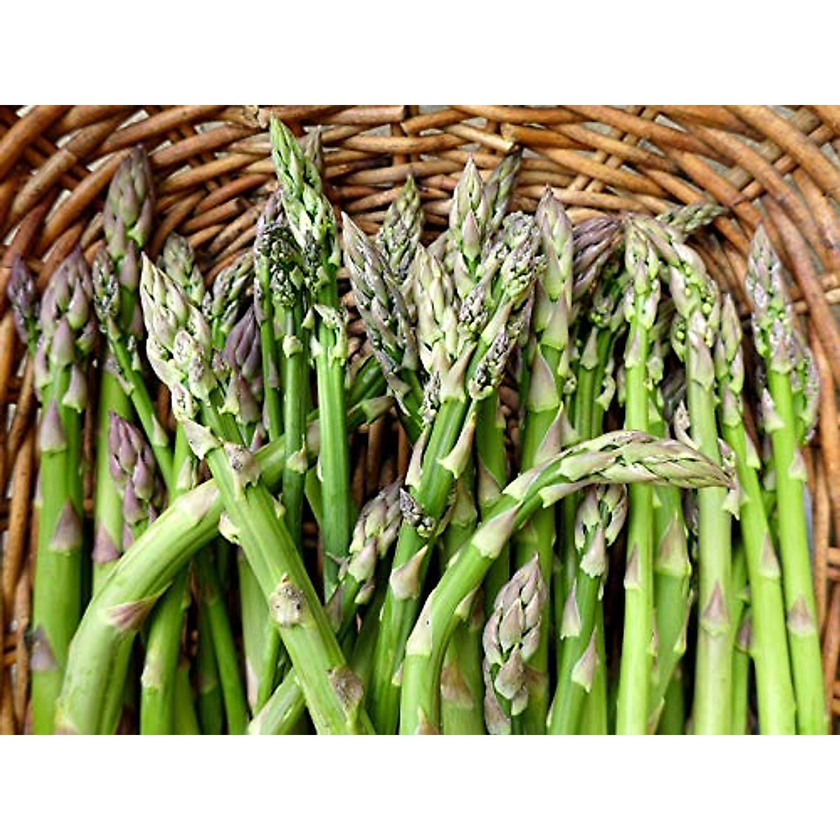 Seeds Asparagus White Giant Vegetable Garden Heirloom for Planting Non GMO
