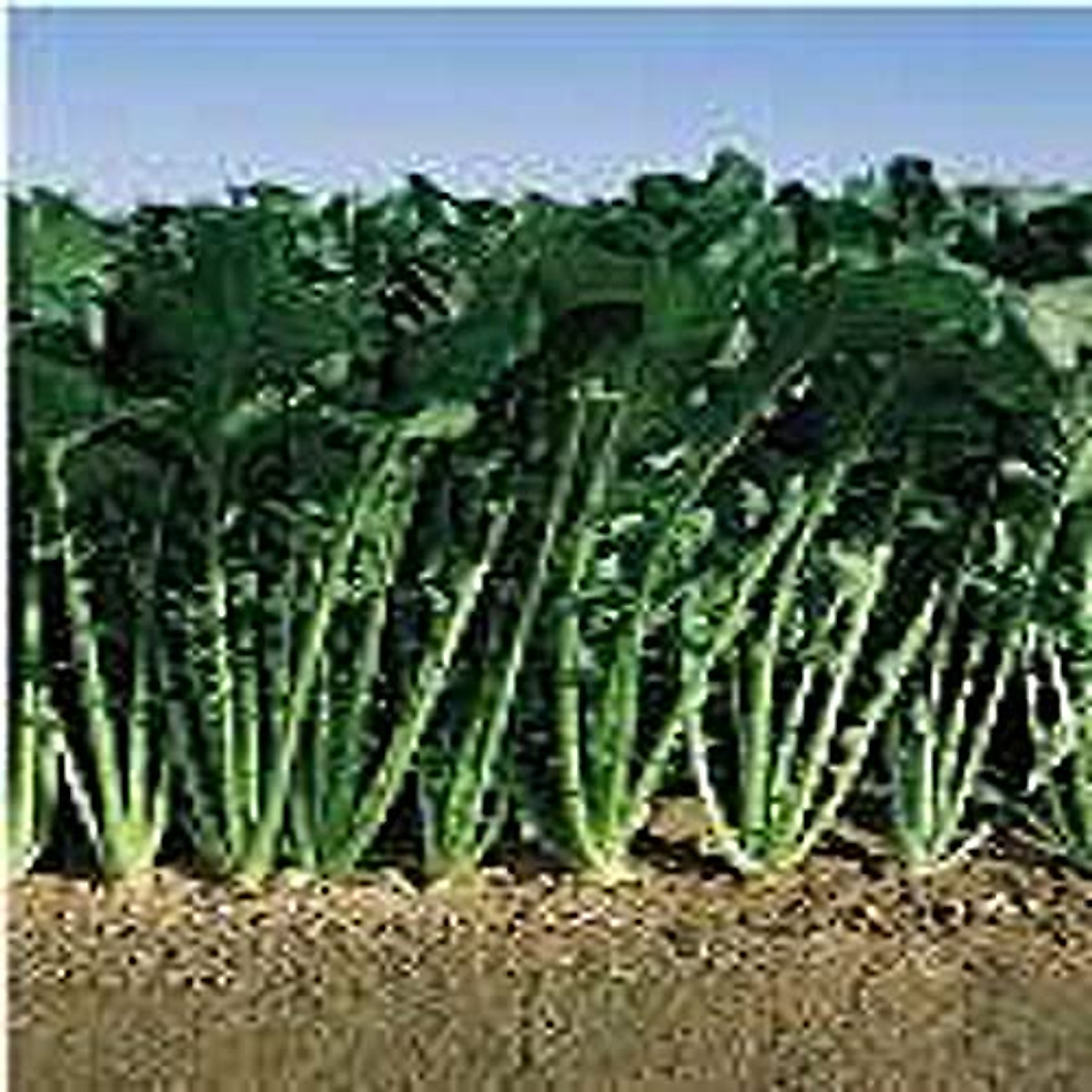 Topper Turnips Seeds (20+ Seeds) | Non GMO | Vegetable Fruit Herb Flower Seeds for Planting | Home Garden Greenhouse Pack