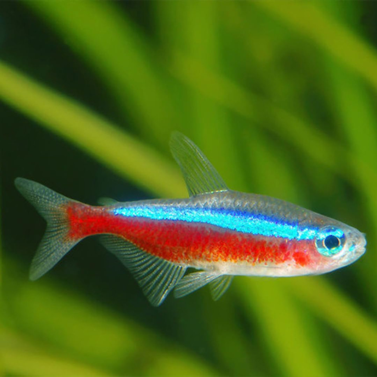 Cardinal Tetra Live Fish (8 Fish Pack) Small Size - Live Fish for Aquarium Exotic Freshwater Live Fish, Live Aquarium Fish, Live Fish, Live Freshwater Fish - Freshwater Fish Live Buy Live Fish