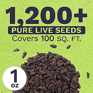 Morning Glory Seeds Heavenly Blue - Large 1 Ounce Packet - Over 1,000 Flower Seeds