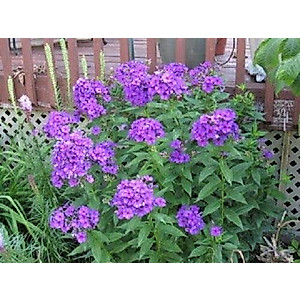 Tall Purple Phlox Paniculata Garden Summer Native Hummingbird Flower jocad (10 Seeds)